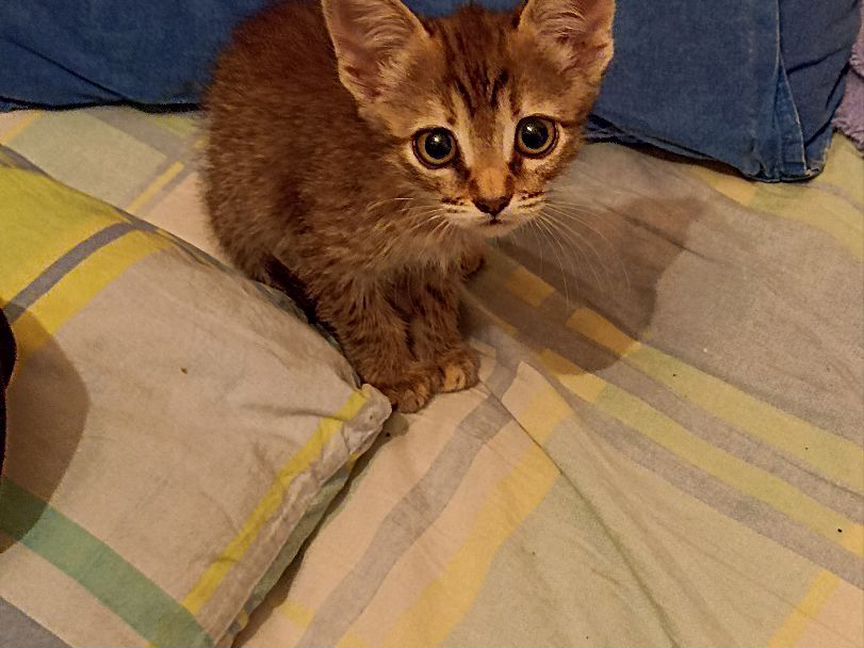 Котюн в добрые руки