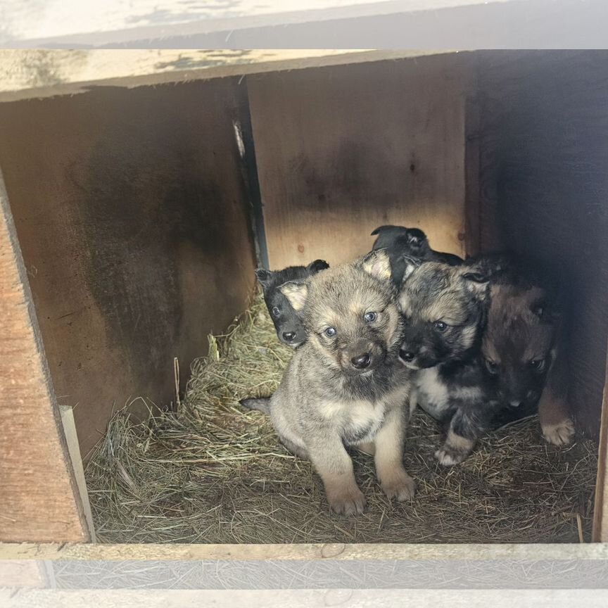 Щенок в добрые руки