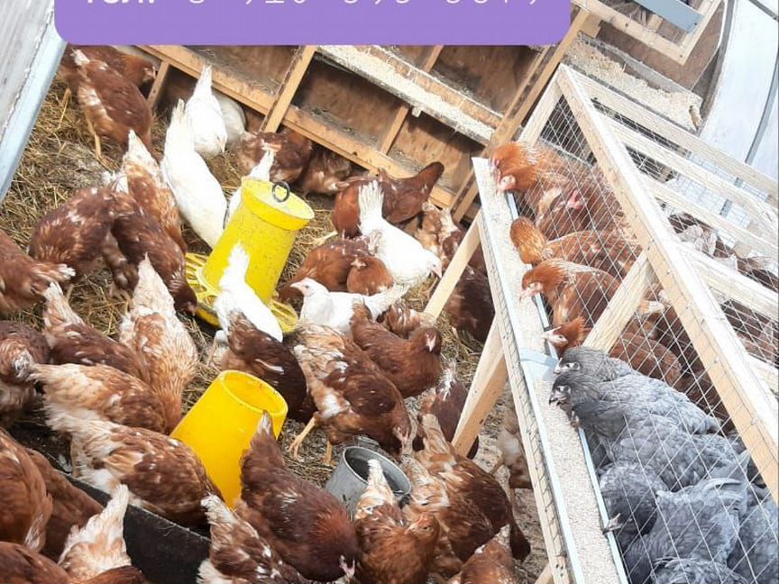 Куры молодки несушки