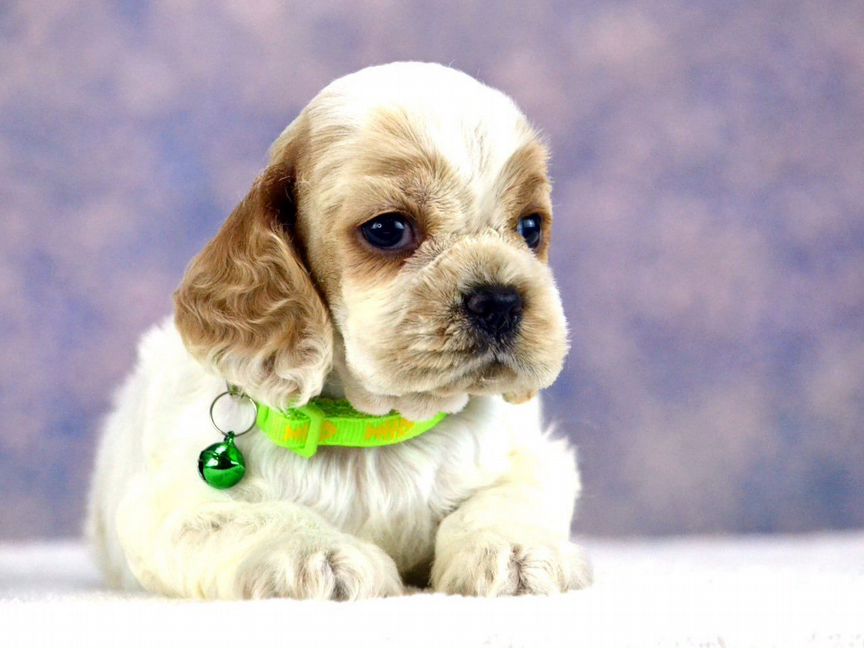 Чало-рыжая девочка амкокера