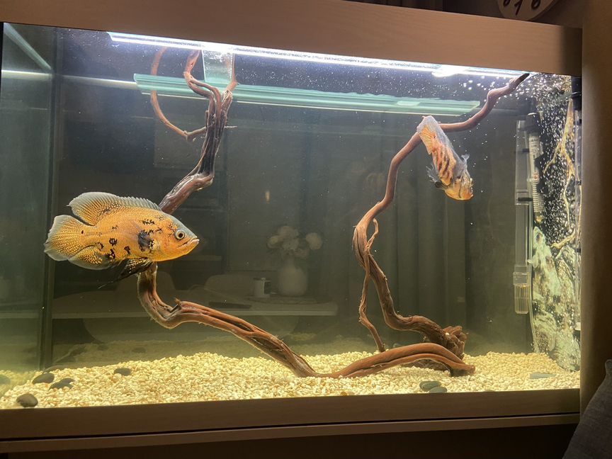 Астронотус. Обмен