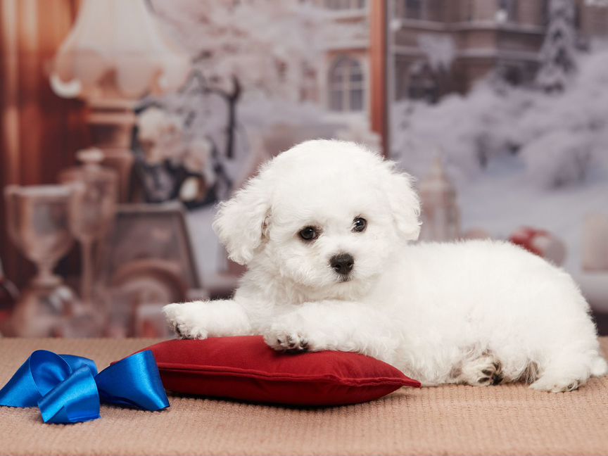 Щенки бишон фризе Ильдар повелитель