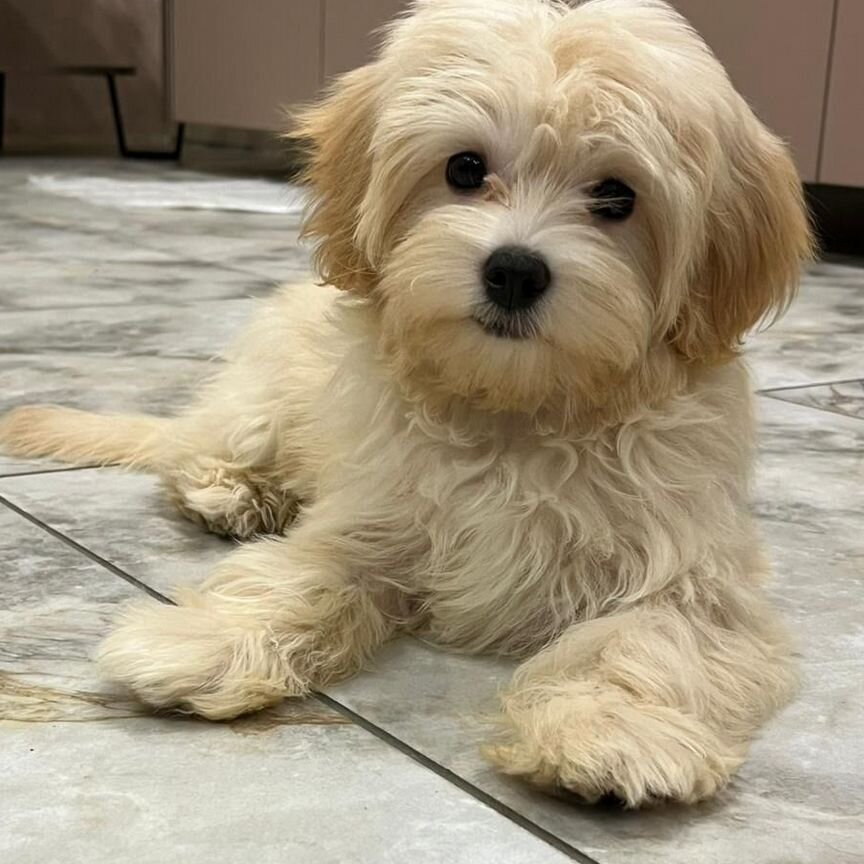 Мальтипу, щенок