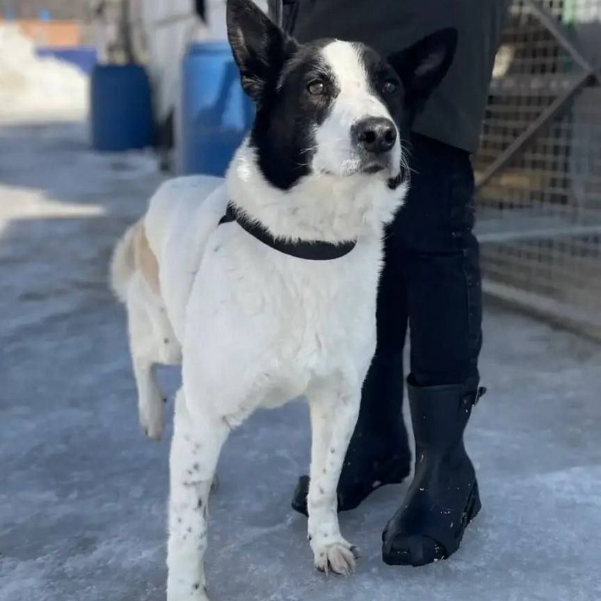 Взрослый пёс в добрые руки