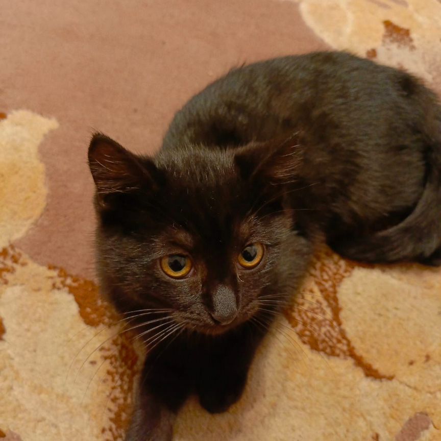 Кошечка в добрые руки