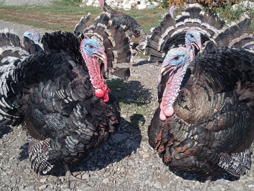 Инкубационное яйцо индюшки