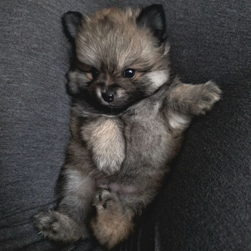 Щенки шпица