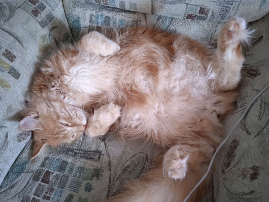 Аренда мейн-куна