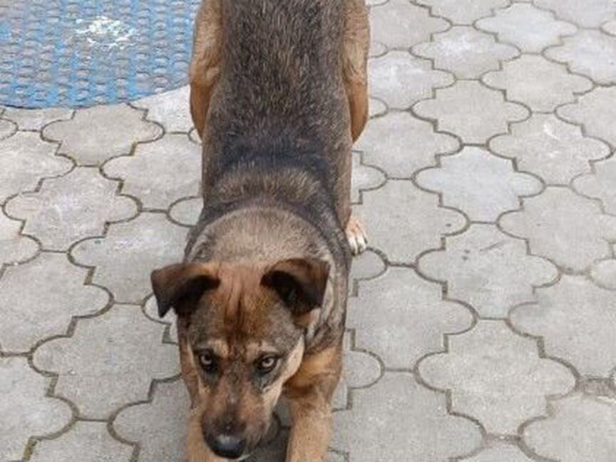 Полуовчарка 3 года, девочка