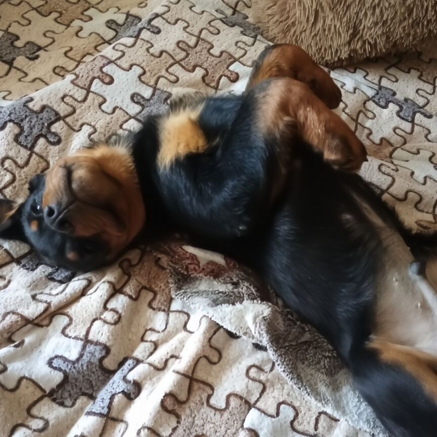 Ротвейлер, щенок