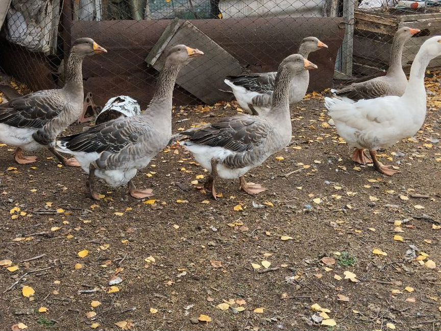 Домашние гуси 2 семьи крупные возраст 3 г