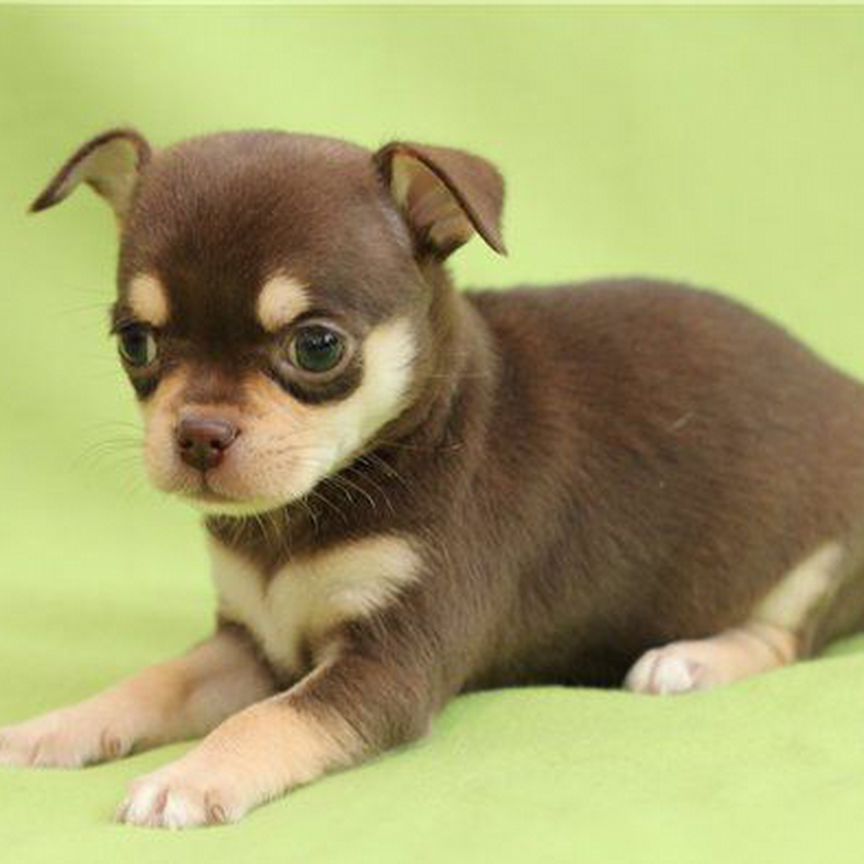 Чихуахуа крошки с ладошку