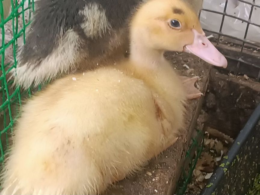 Мускусные индоутята