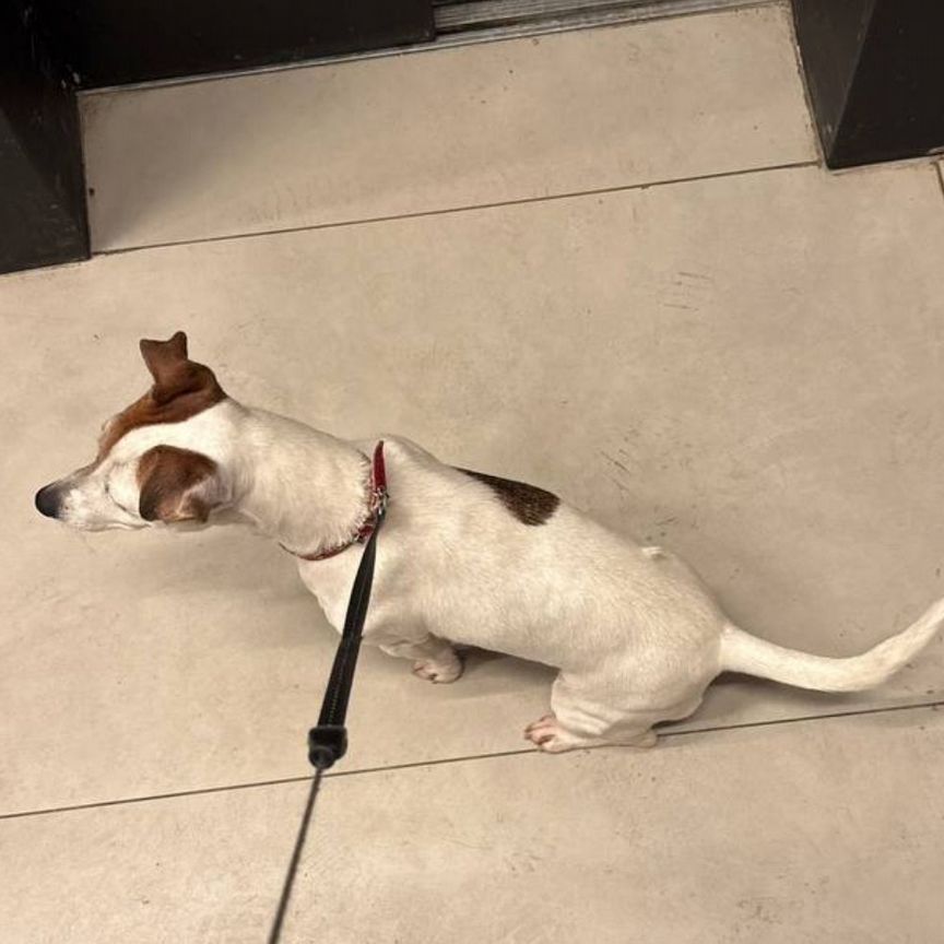 Джек Рассел терьер