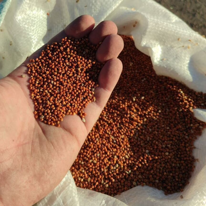 Просо, семечка, горох, рапс