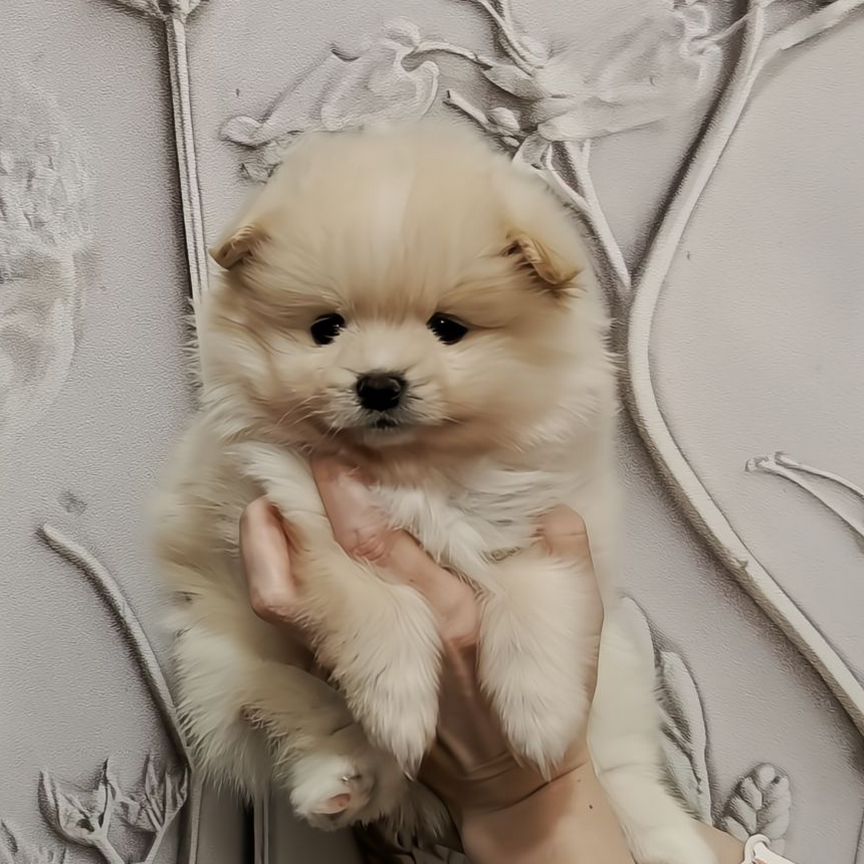 Немецкий шпиц, щенок