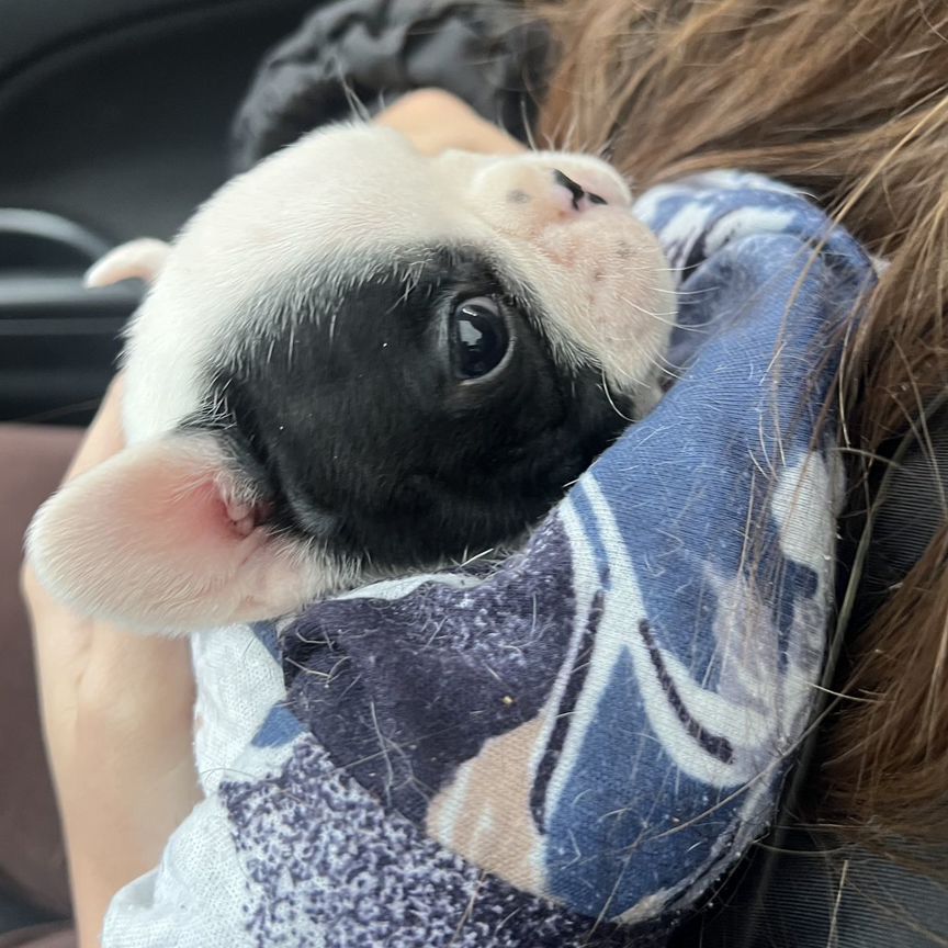 Французский бульдог, щенок