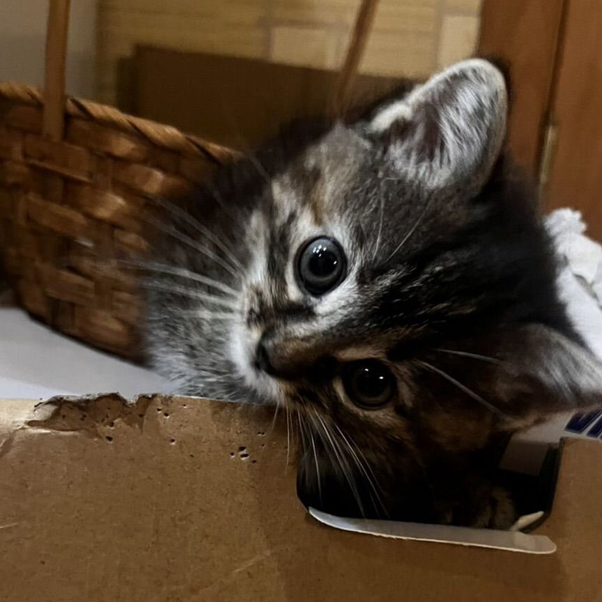 Котёнок от частного владельца