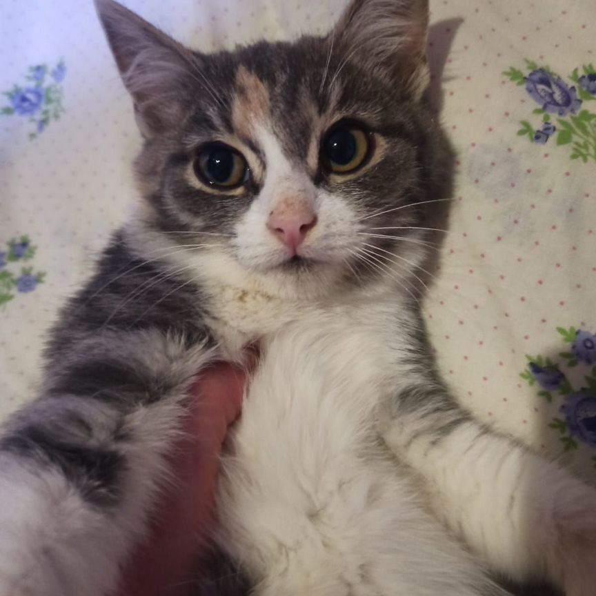 Лапуська котенок