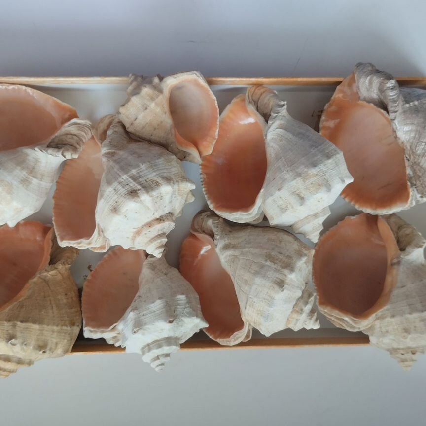 Морские раковины