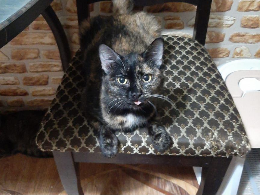 Кошка