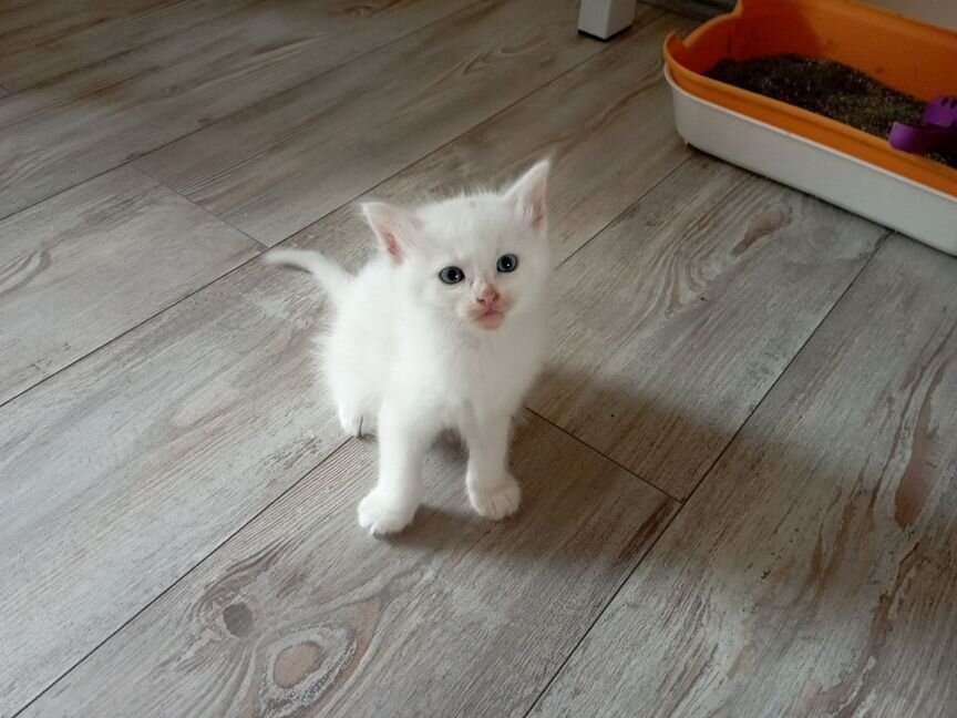 Турецкая ангора и сибирский кот