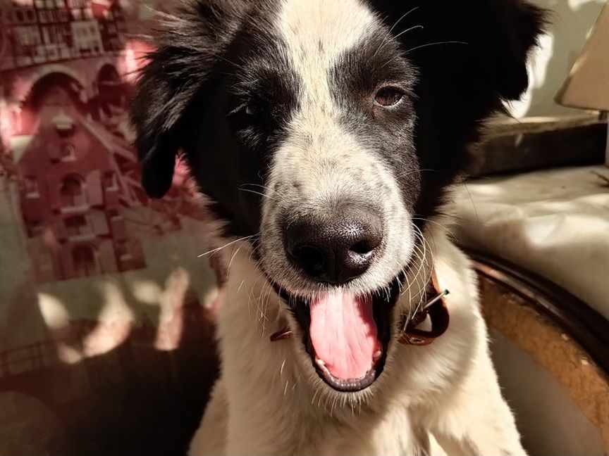 Отдам крупного щенка