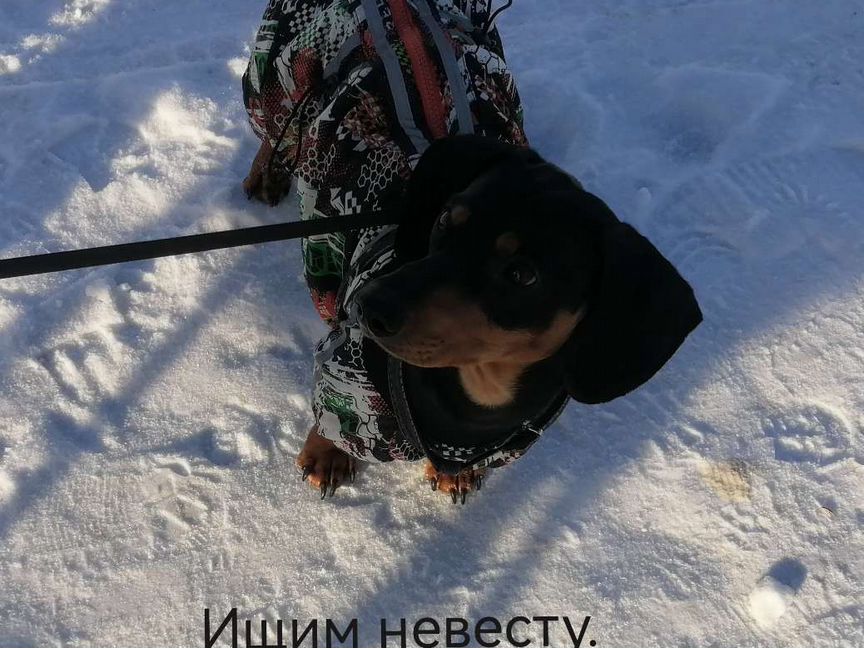 Вязка кобель такса