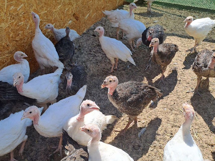 Продам индюшат