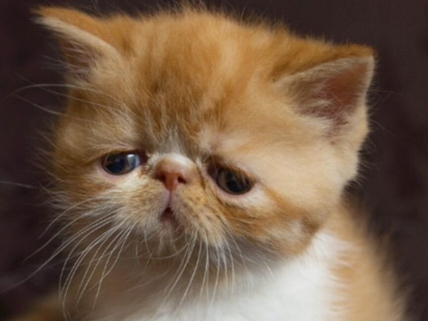 Экзотическая кошка