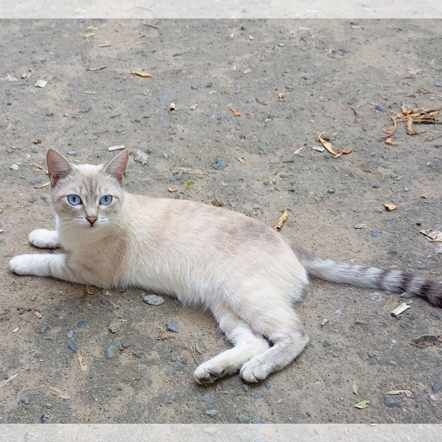 Кошка