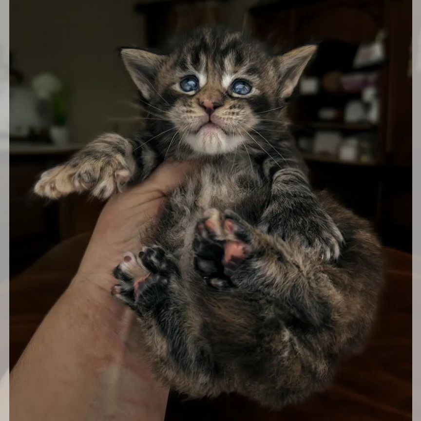 Мейн-кун котёнок