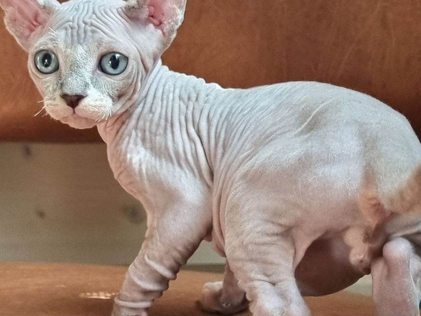 Канадский сфинкс эльф