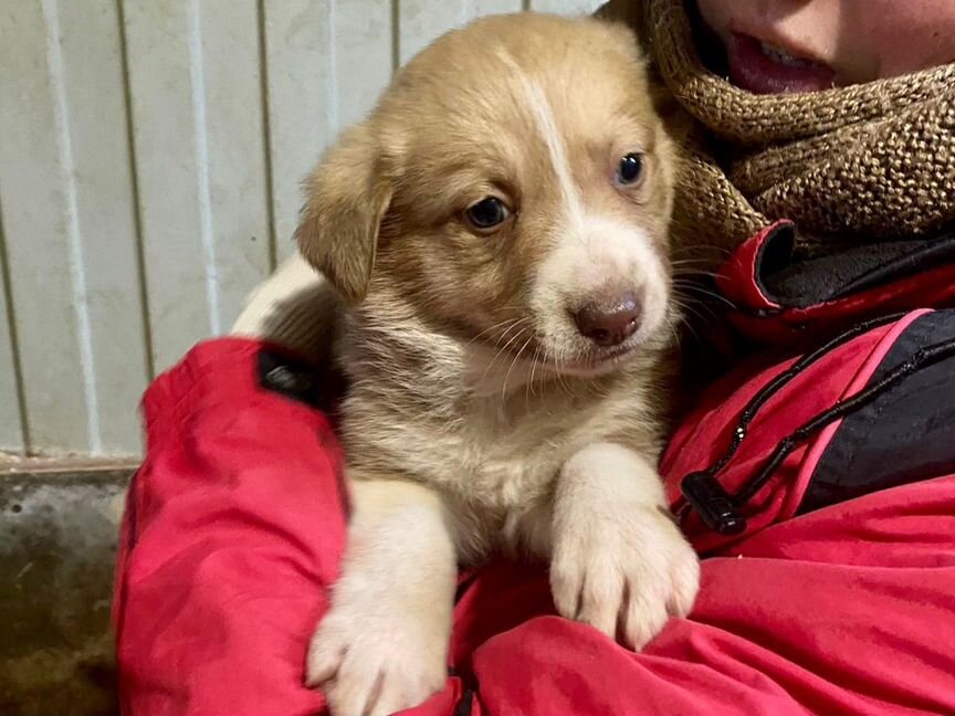 Маленькие щеночки в добрые руки