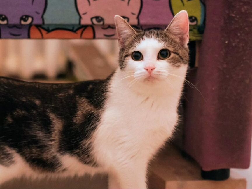 Герда из приюта очень хочет стать домашней