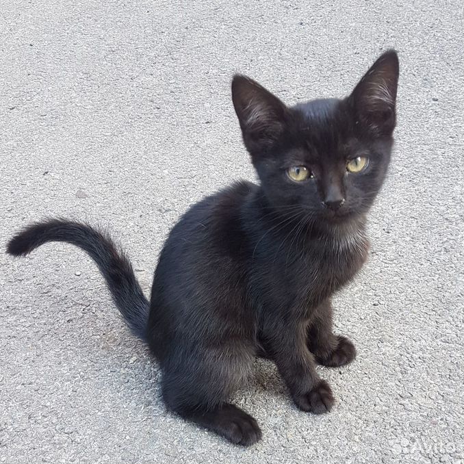 Ваша любимая кошечка