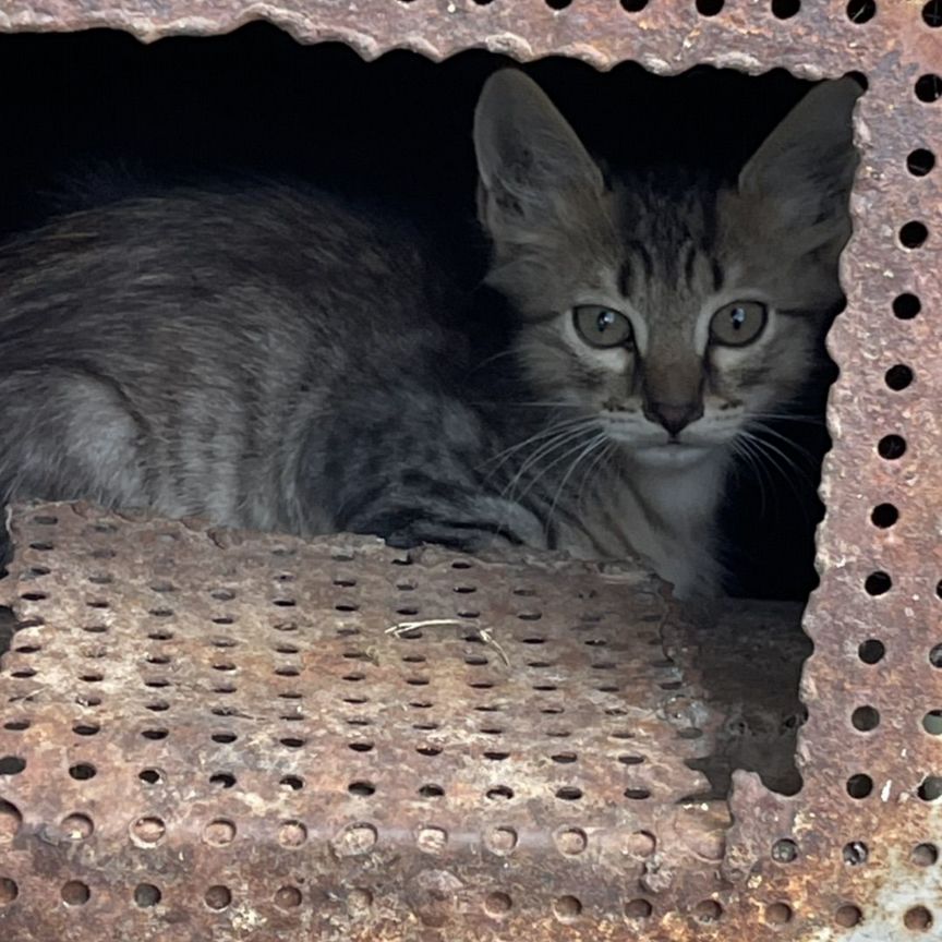 Котенок один на улице ждет родителей