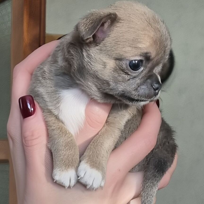 Чихуахуа, щенок