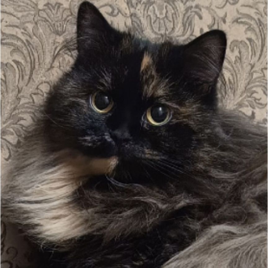 Взрослая, Девочка кошка в добрые руки