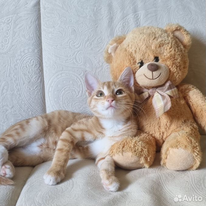 Игривая рыжуля, котёнок - девочка
