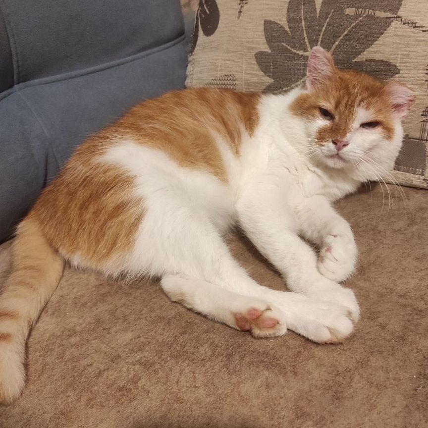 Европейский короткошёрстный, взрослый кот