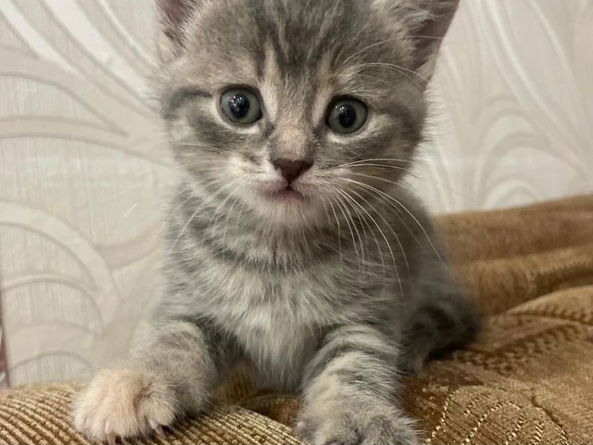 Котёнок Вика