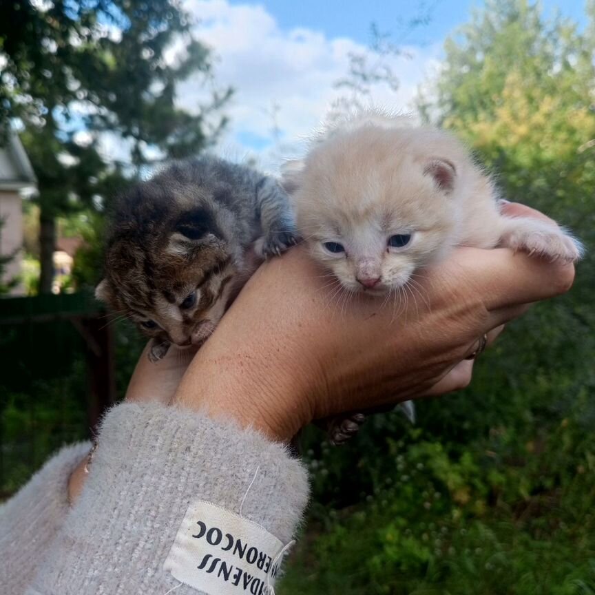 Котята, в добрые руки