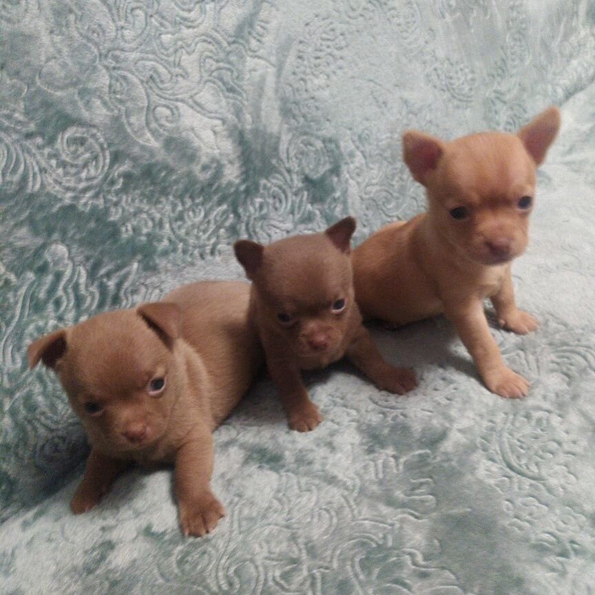 Щенки чихуахуа