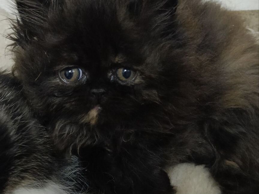 Персидская кошечка 2 мес