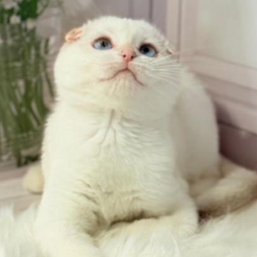 Шотландский вислоухий короткошёрстный котёнок