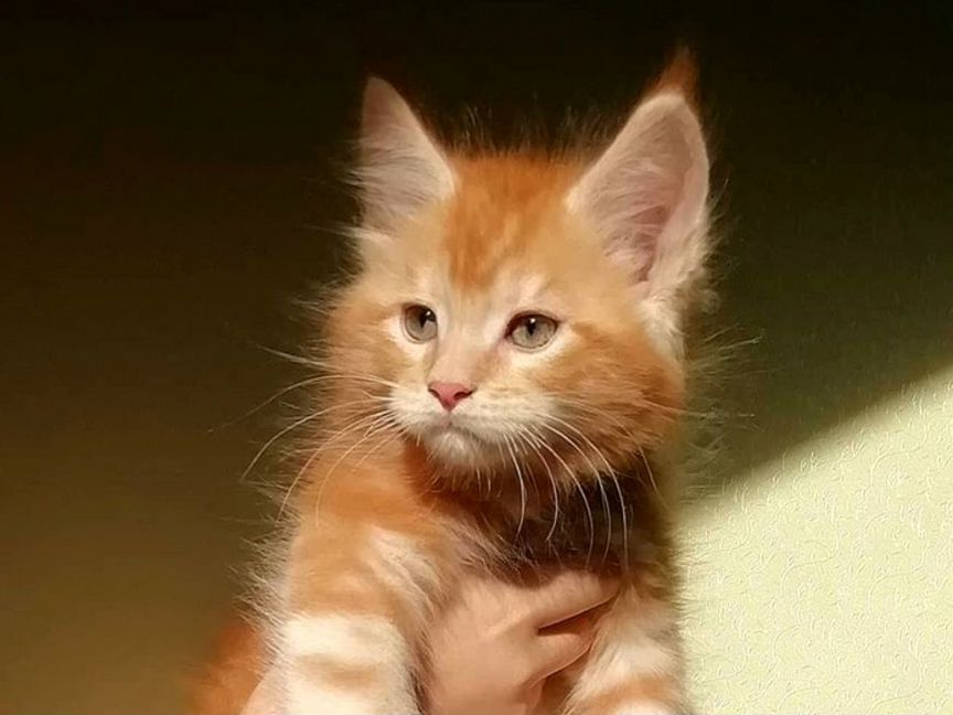 Мальчик 2 мес