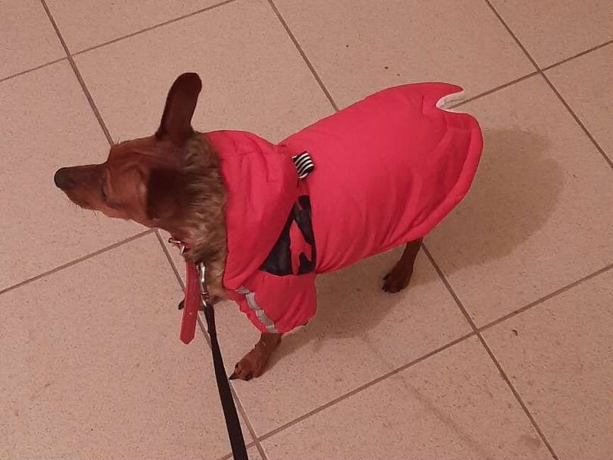 Утепленный комбинезон для собак 25-30 см