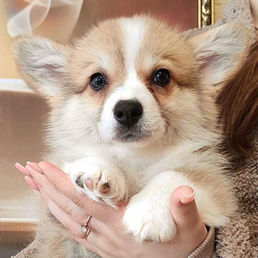 Вельш-корги пемброк щенки