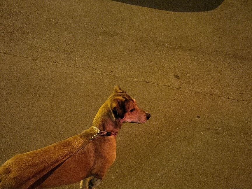 Найдена собака